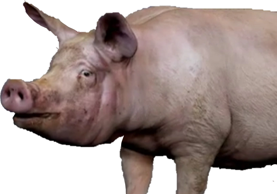 Le Pigg | Surreal Memes Wiki | Fandom