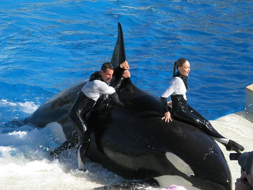 Image - Orca human.jpg | SurvivalCraft Wiki | FANDOM powered by Wikia