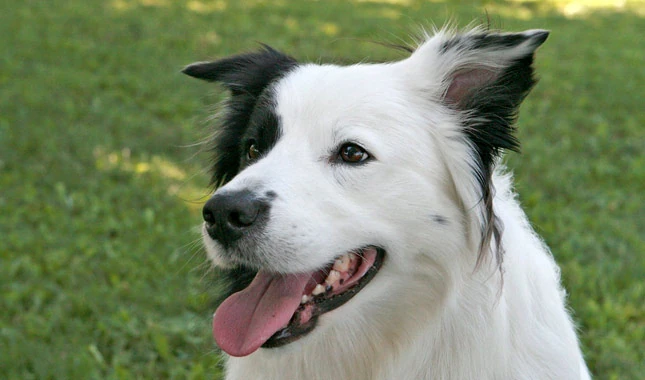 Moon | Survivor Dogs Wiki | Fandom