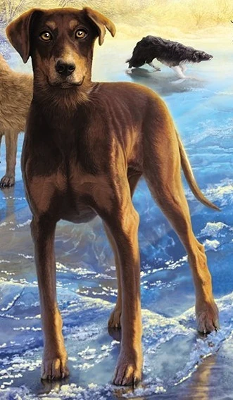 Sturm | Survivor Dogs Wiki | FANDOM powered by Wikia