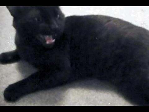 Talking Kitty Cat Wikia | Fandom