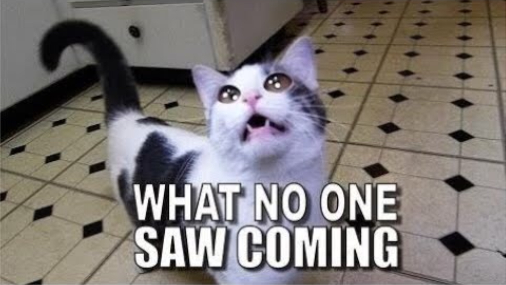 Talking Kitty Cat 47 What No One Saw Coming Talking Kitty Cat Wikia Fandom