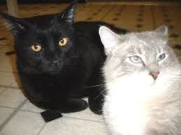 Talking Kitty Cat Wikia | Fandom