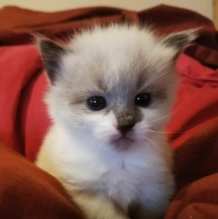 GG | Talking Kitty Cat Wikia | Fandom