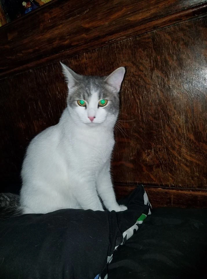 Dubsy | Talking Kitty Cat Wikia | Fandom