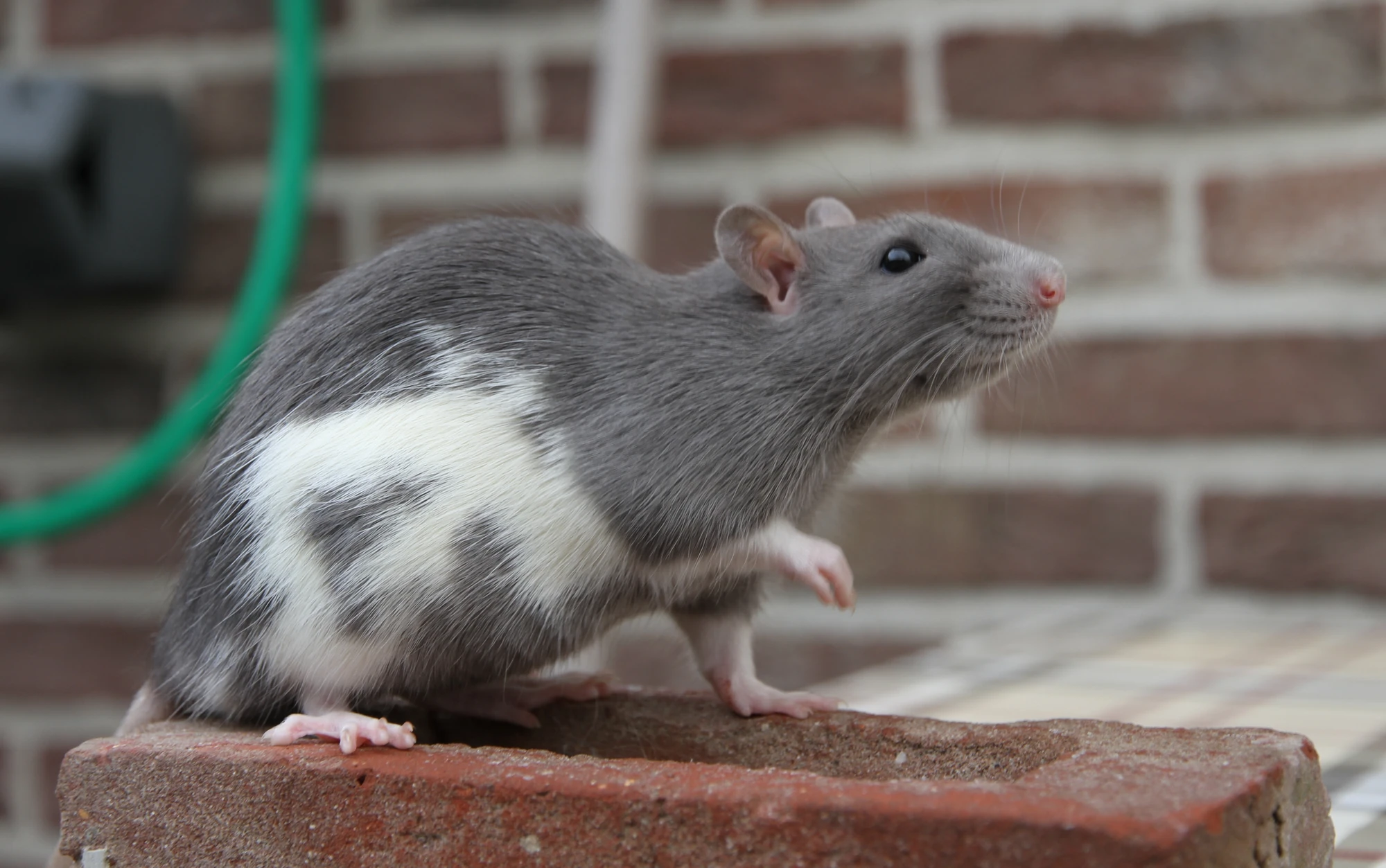 Russisch blauw | Tamme Ratten wiki | FANDOM powered by Wikia