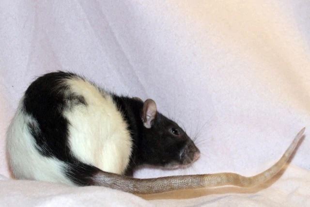 Japanner | Tamme Ratten wiki | FANDOM powered by Wikia