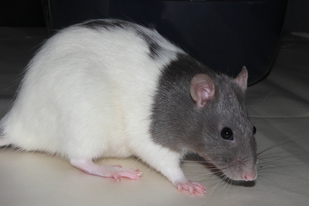 Image - FalliaRussischblauwJapanner4.jpg | Tamme Ratten wiki | FANDOM ...