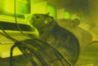 Rat | Tardis | FANDOM powered by Wikia