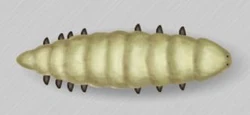 Larva | Tasty Planet Wiki | Fandom