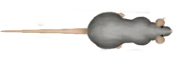 Rice Mice | Tasty Planet Wiki | FANDOM powered by Wikia