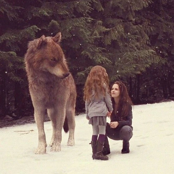 Wolf-Shape-shifter | TeenWolf Next Generation Wikia | Fandom