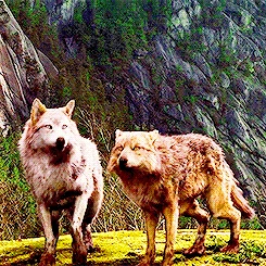 Wolf-Shape-shifter | TeenWolf Next Generation Wikia | Fandom