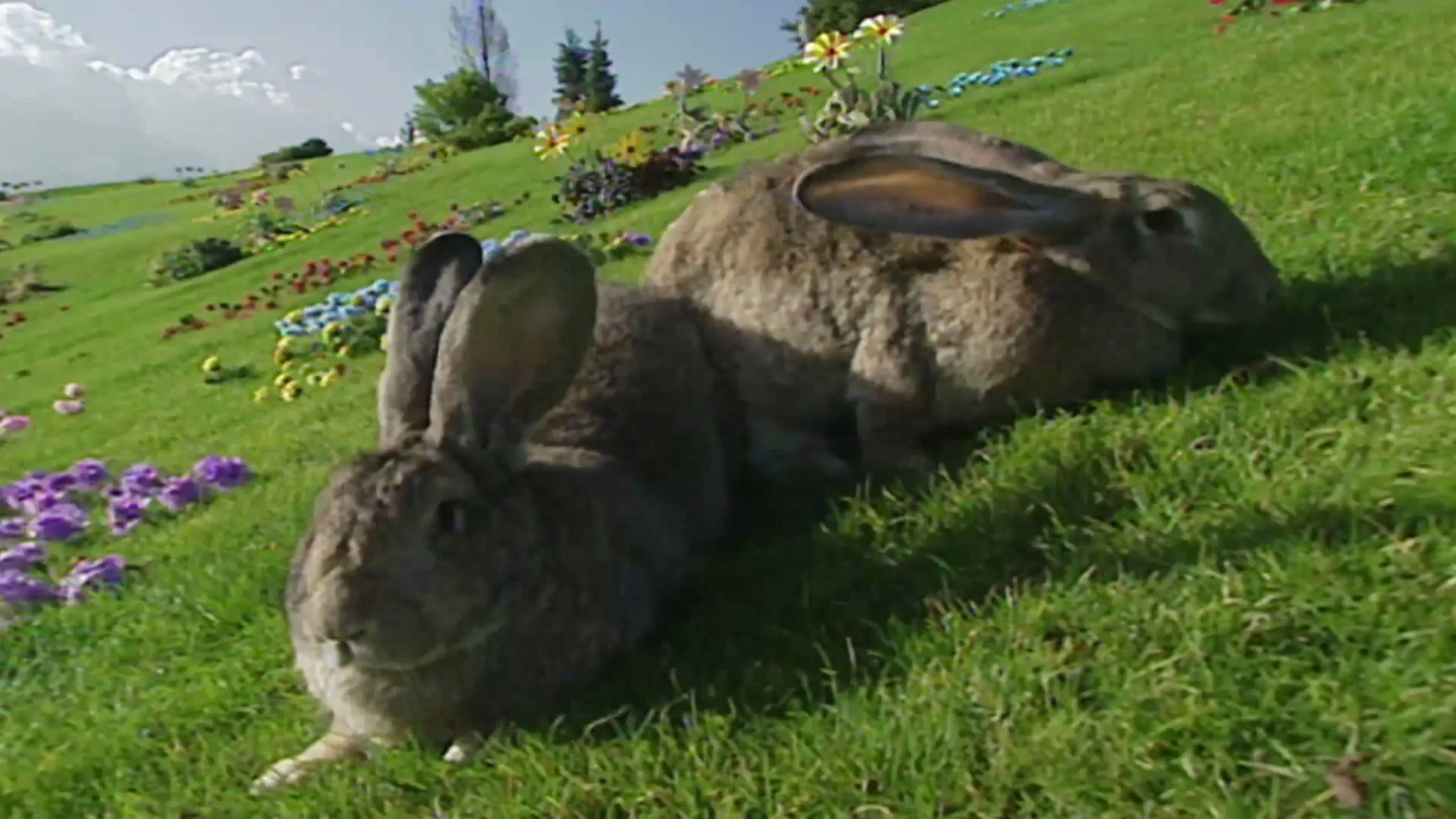 Image - Field2.jpg | Teletubbies Wiki | FANDOM powered by Wikia