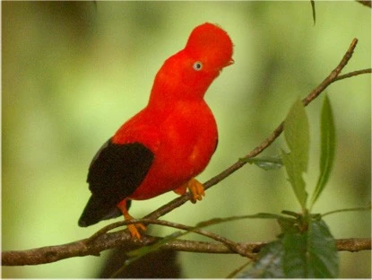 Gallito de las Rocas | Wiki Tesoros Del Peru | Fandom