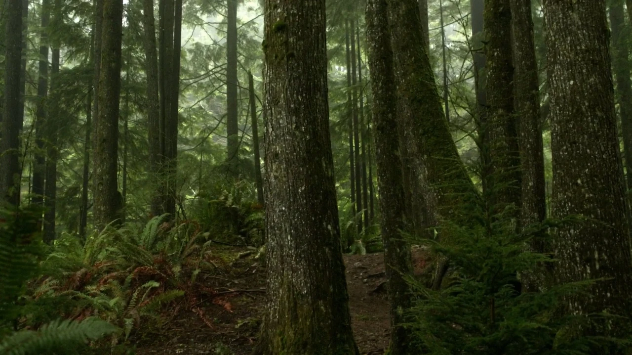 Terre | Wiki The 100 | Fandom