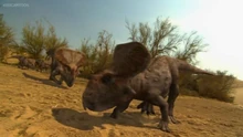 Protoceratops | Dinosaur Planet Wiki | Fandom
