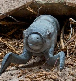 Spink | The Future is Wild Wiki | Fandom