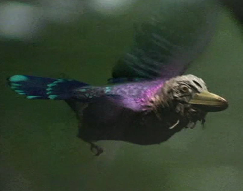 Roachcutter | The Future is Wild Wiki | Fandom