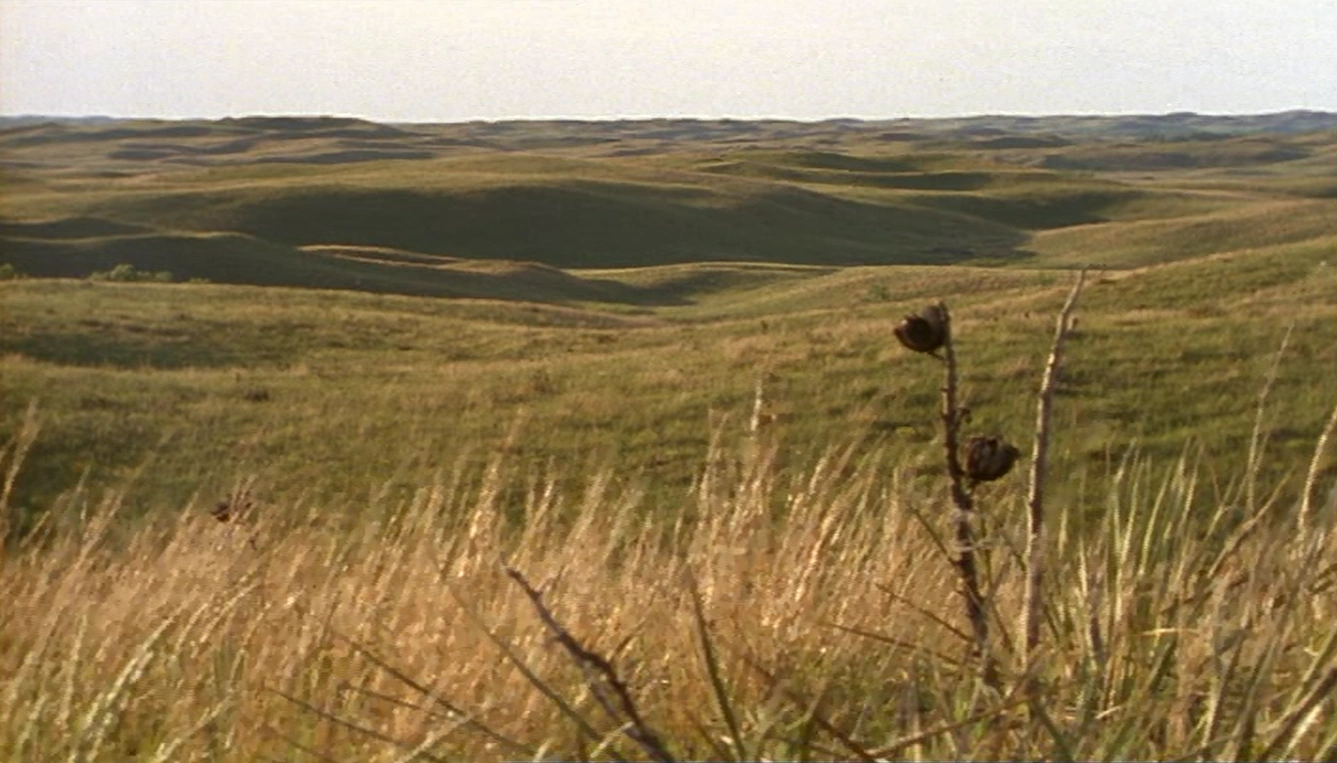 Amazon Grassland | The Future is Wild Wiki | Fandom