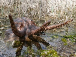 Swampus | The Future is Wild Wiki | Fandom