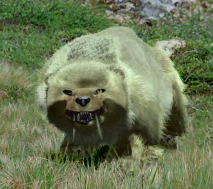 Snowstalker | The Future is Wild Wiki | FANDOM powered by Wikia