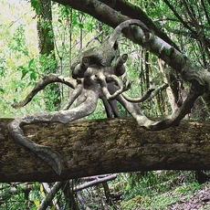 Squibbon | The Future is Wild Wiki | Fandom