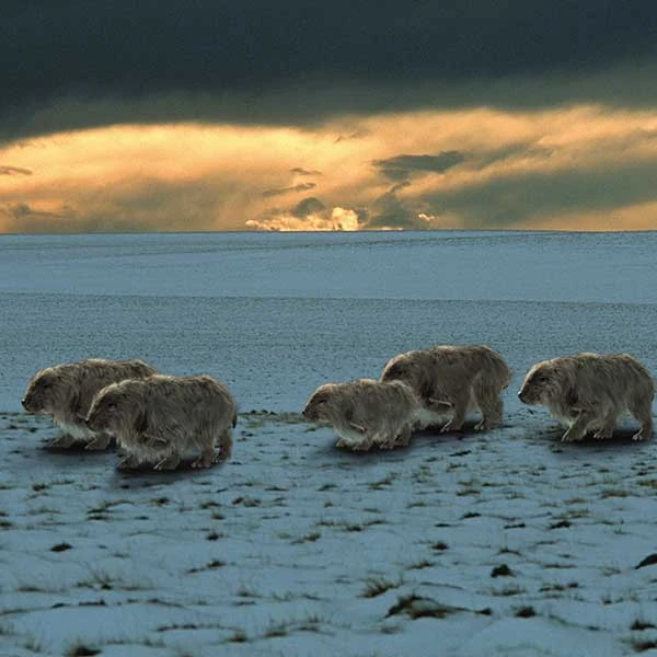 Shagrat | The Future is Wild Wiki | FANDOM powered by Wikia