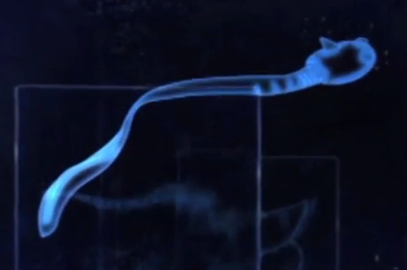 Scavenger silverswimmer | The Future is Wild Wiki | Fandom