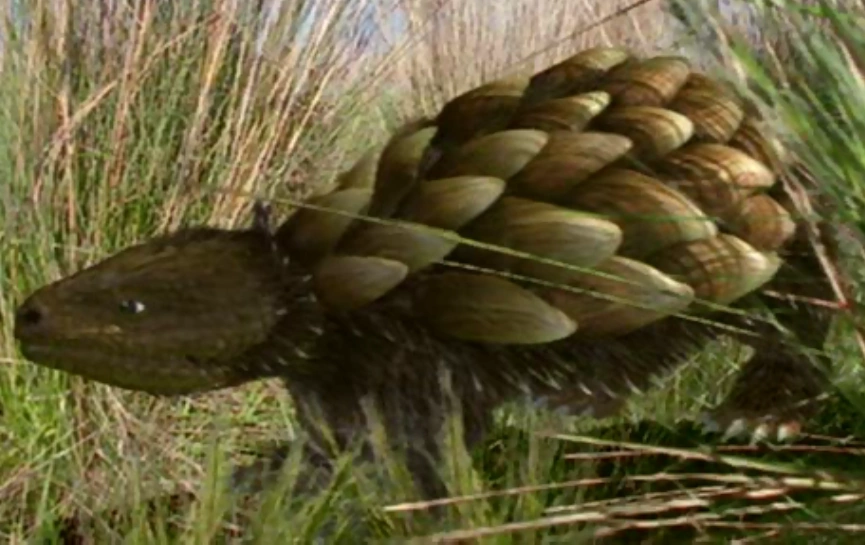 South American rattleback | The Future is Wild Wiki | Fandom