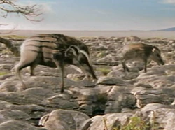 Scrofa | The Future is Wild Wiki | Fandom