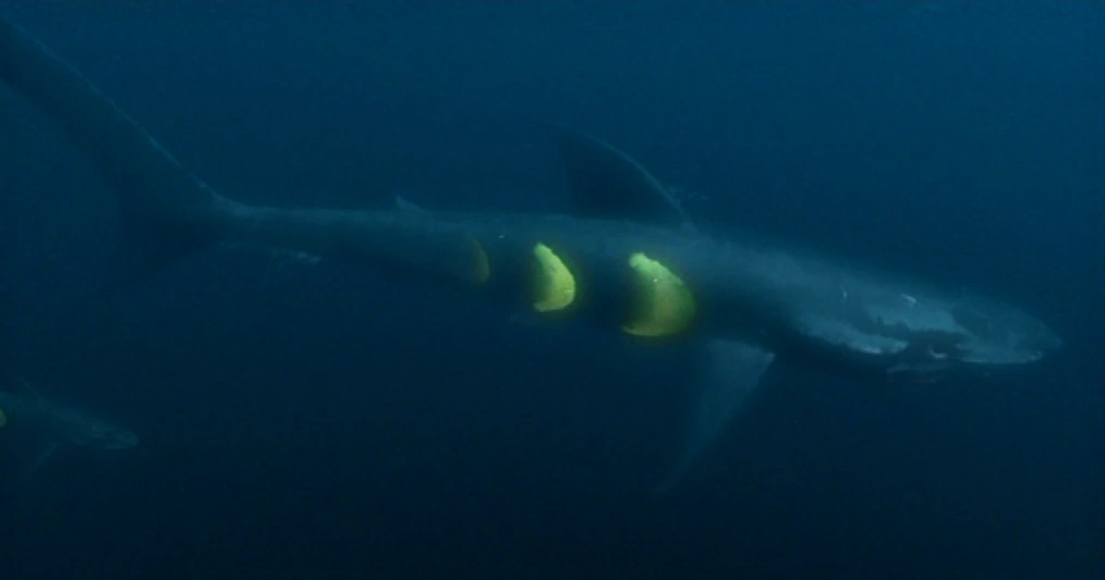 Sharkopath | The Future is Wild Wiki | Fandom