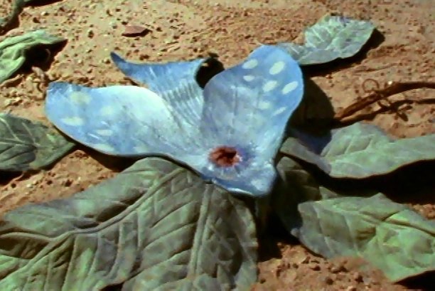 Deathbottle | The Future is Wild Wiki | Fandom