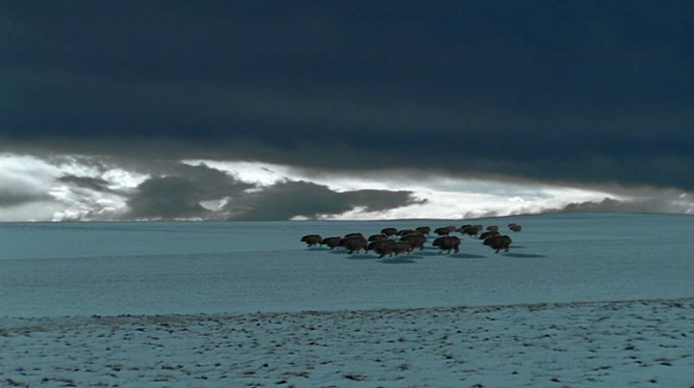 5 million AD | The Future is Wild Wiki | FANDOM powered by Wikia