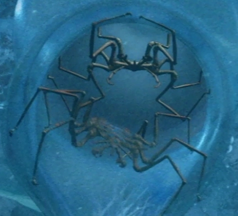 Spindletrooper | The Future is Wild Wiki | Fandom