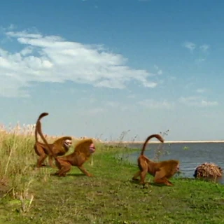 Babookari | The Future is Wild Wiki | Fandom