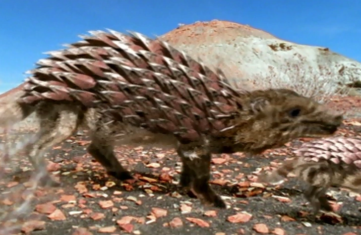 North American rattleback | The Future is Wild Wiki | Fandom