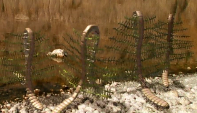 Garden worm | The Future is Wild Wiki | FANDOM powered by Wikia