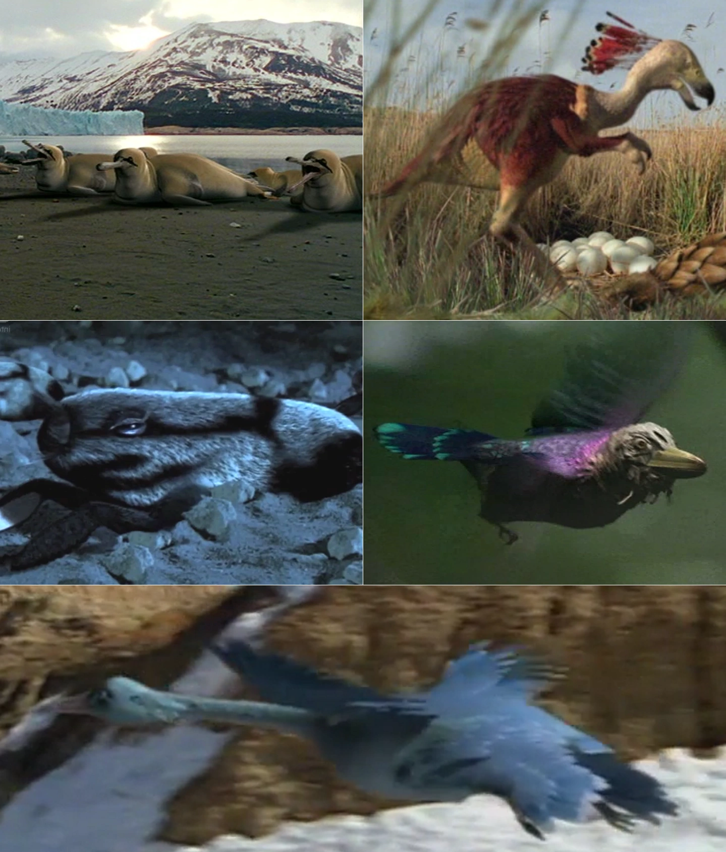 Bird | The Future is Wild Wiki | Fandom