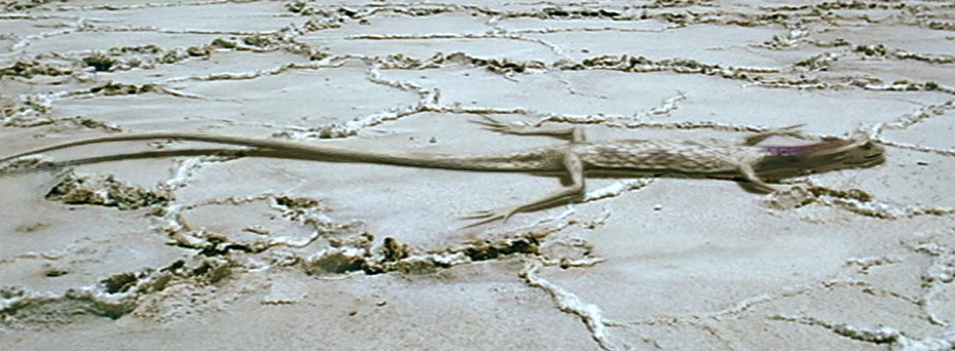 Cryptile | The Future is Wild Wiki | Fandom