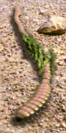 Garden worm | The Future is Wild Wiki | FANDOM powered by Wikia