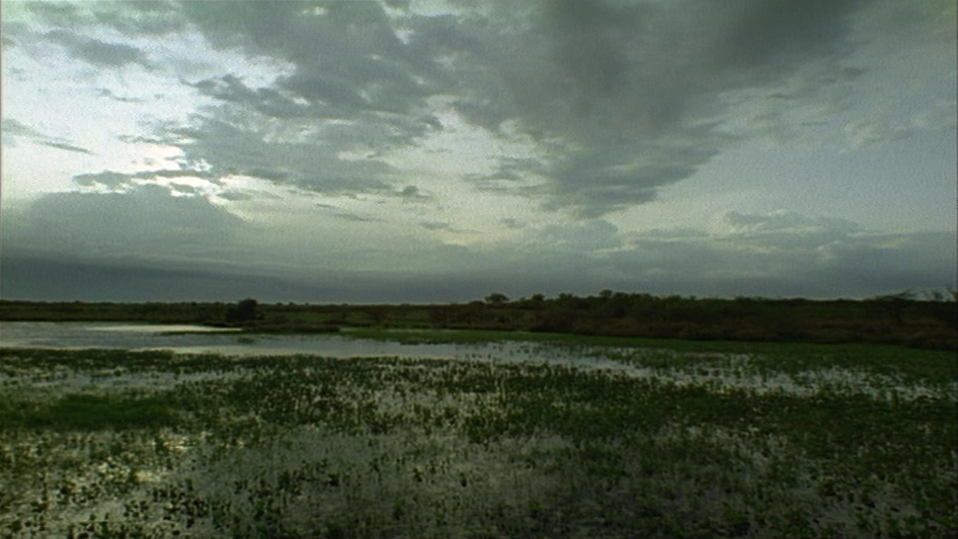 Bengal Swamp | The Future is Wild Wiki | Fandom