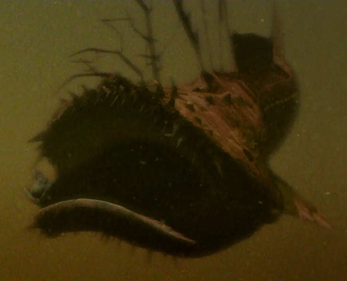 Lurkfish | The Future is Wild Wiki | Fandom