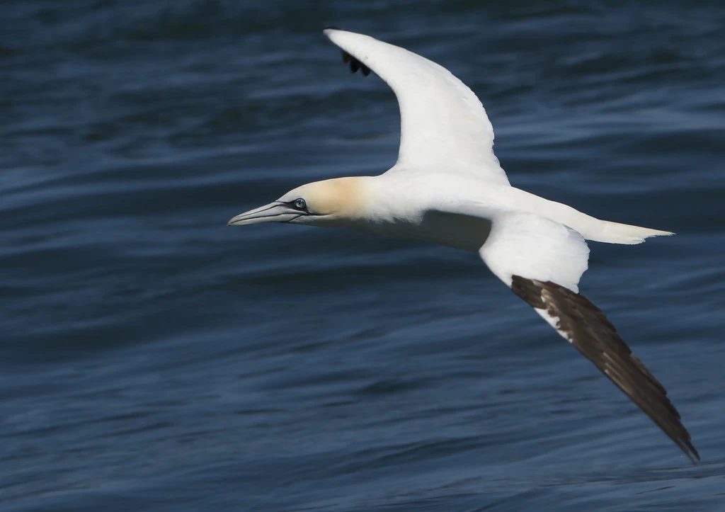 Northern gannet | The Future is Wild Wiki | Fandom