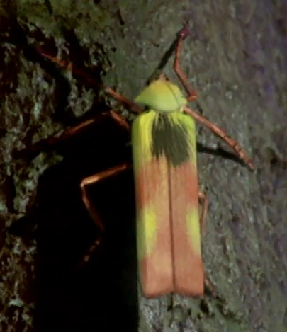 Spitfire beetle | The Future is Wild Wiki | Fandom