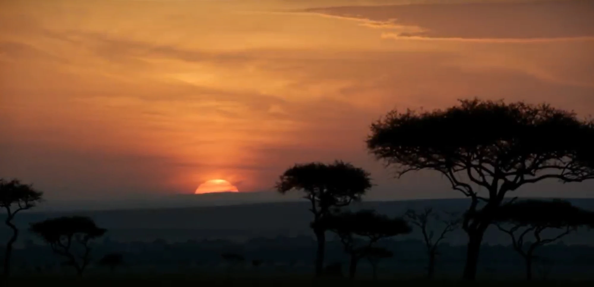 Pride Lands | The Lion King (2019 film) Wiki | Fandom