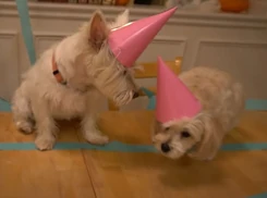 Poppy | The Odd1sOut Wiki | Fandom