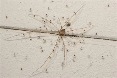 Cellar Spider | The Spider Wiki | Fandom