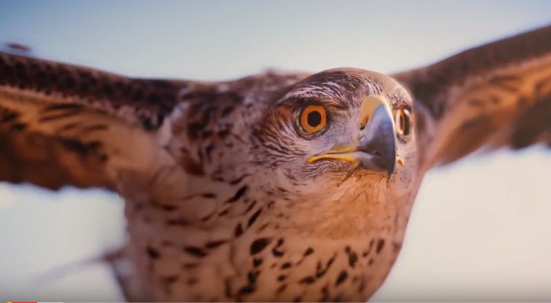 Senu Animuspedia Fandom Powered By Wikia