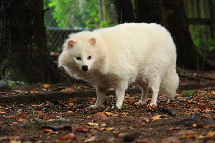 Image Albino Tanuki Poochpedia Fandom Powered By Wikia
